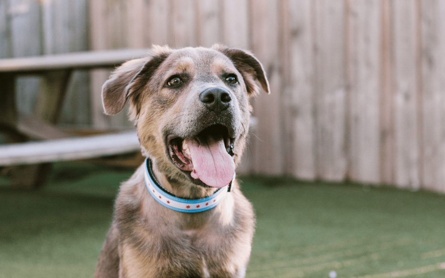 Emergency Funds for Pets in Need
