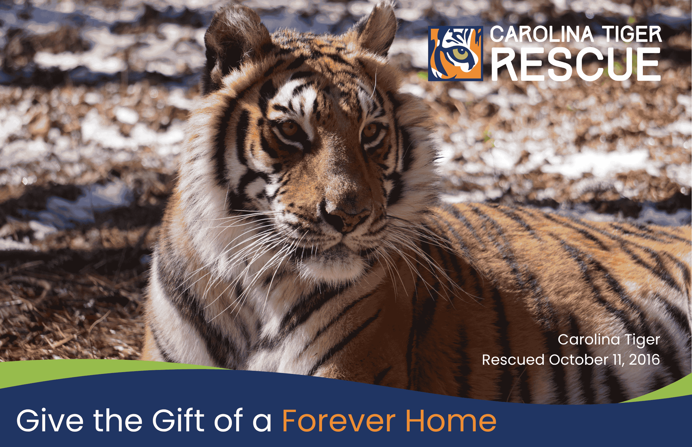 Carolina Tiger Rescue